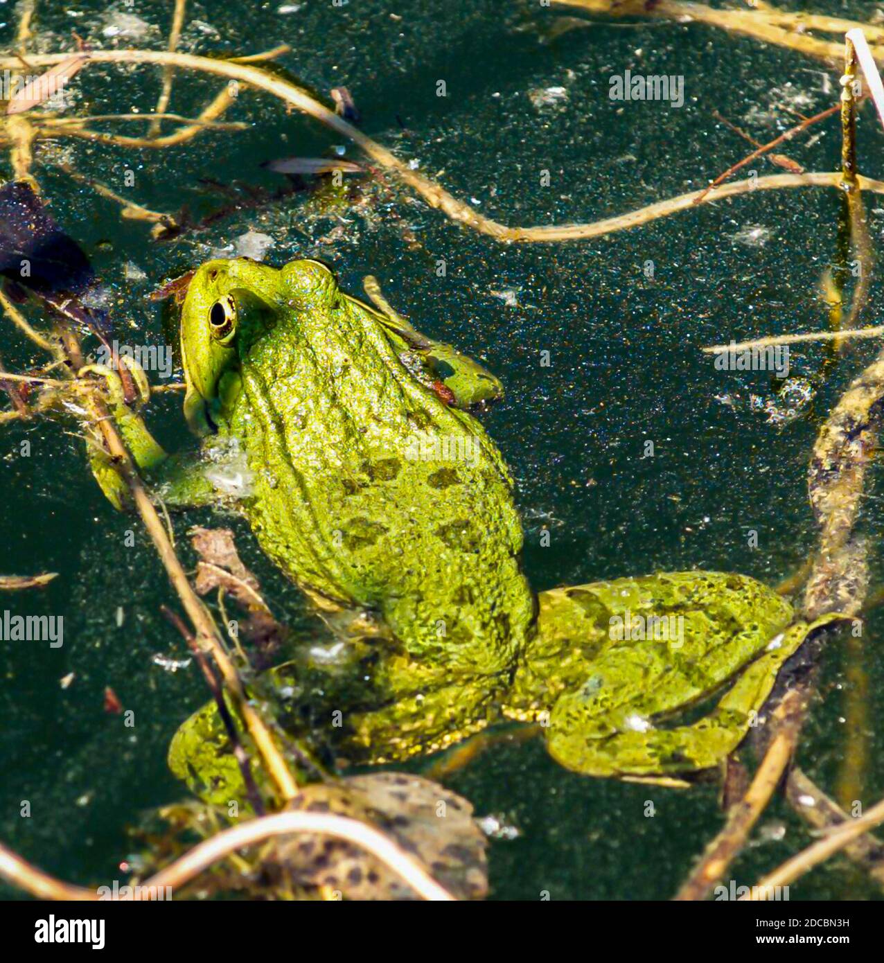 giant lake frog (Pelophylax ridibundus Stock Photo - Alamy