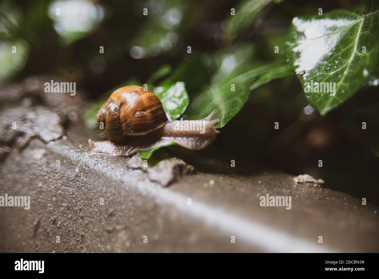 Snail in the leaves Stock Photo - Alamy