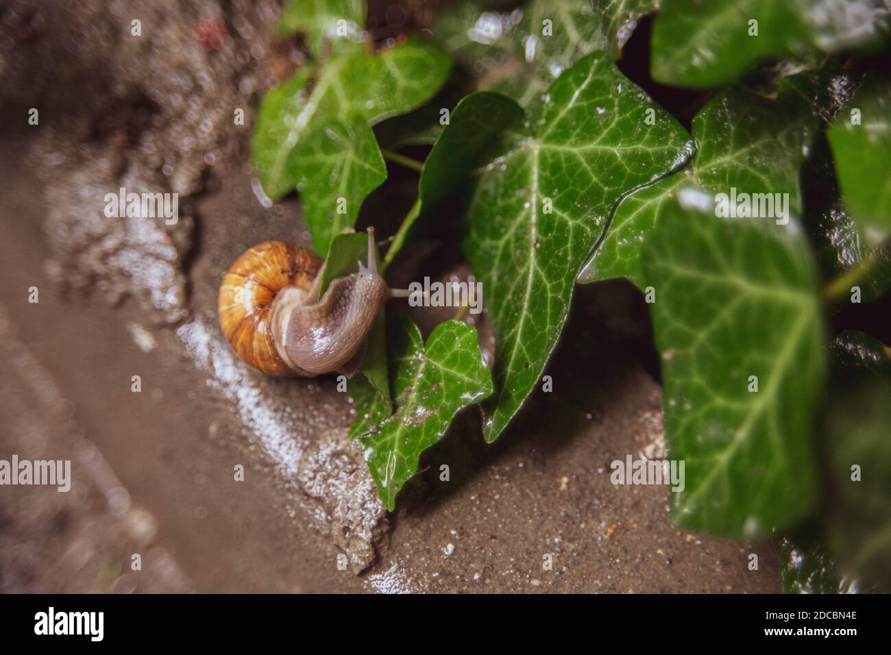Snail in the leaves Stock Photo - Alamy