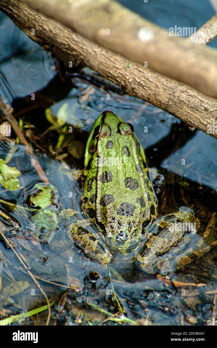 giant lake frog (Pelophylax ridibundus Stock Photo - Alamy