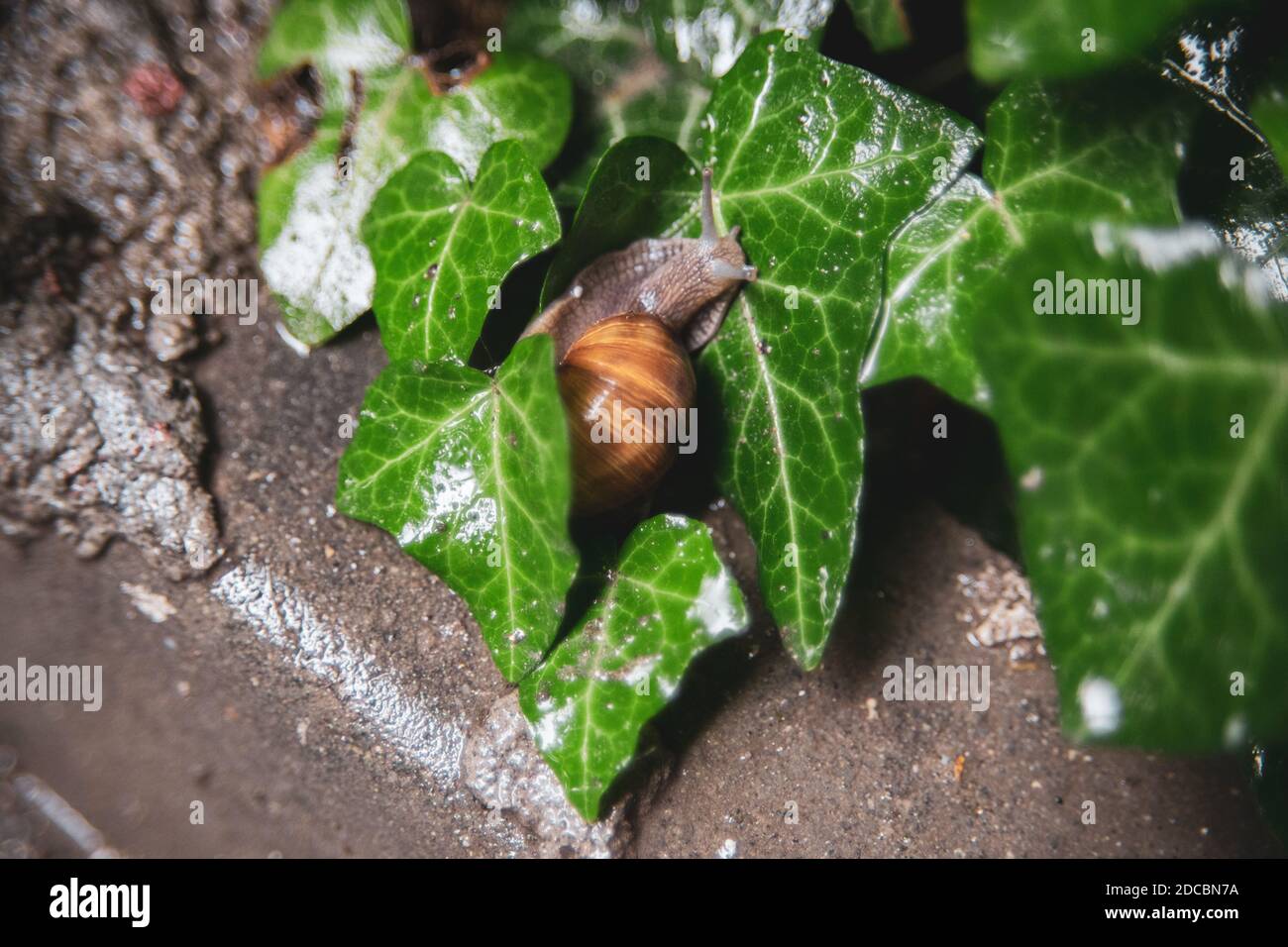 Snail in the leaves Stock Photo - Alamy