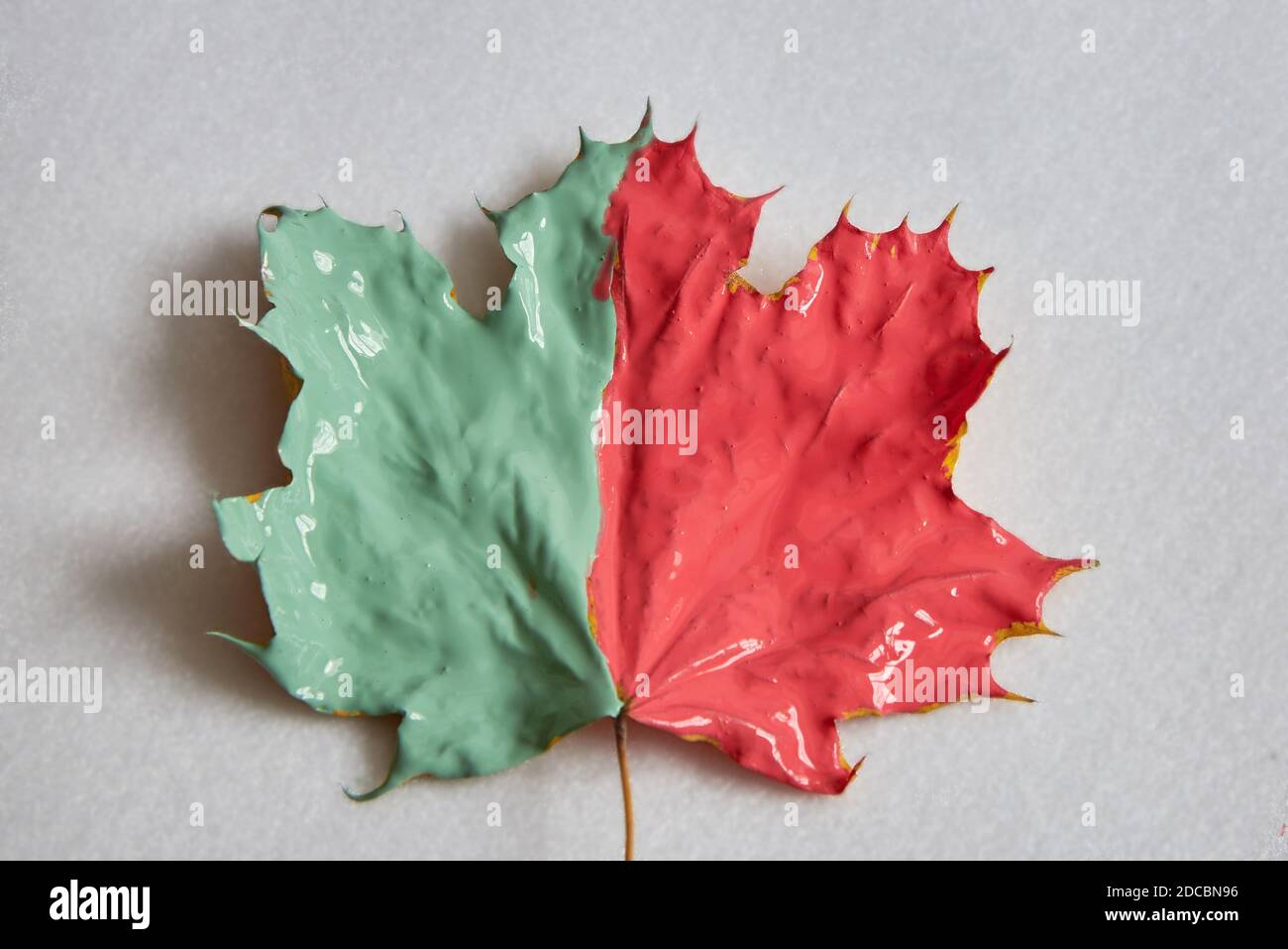 The maple leaf is half coral and half pastel green on a white ...