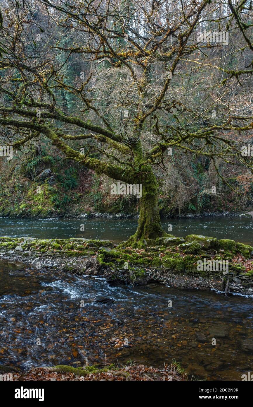 Old mossy tree, river and forest in winter, dark atmosphere ...