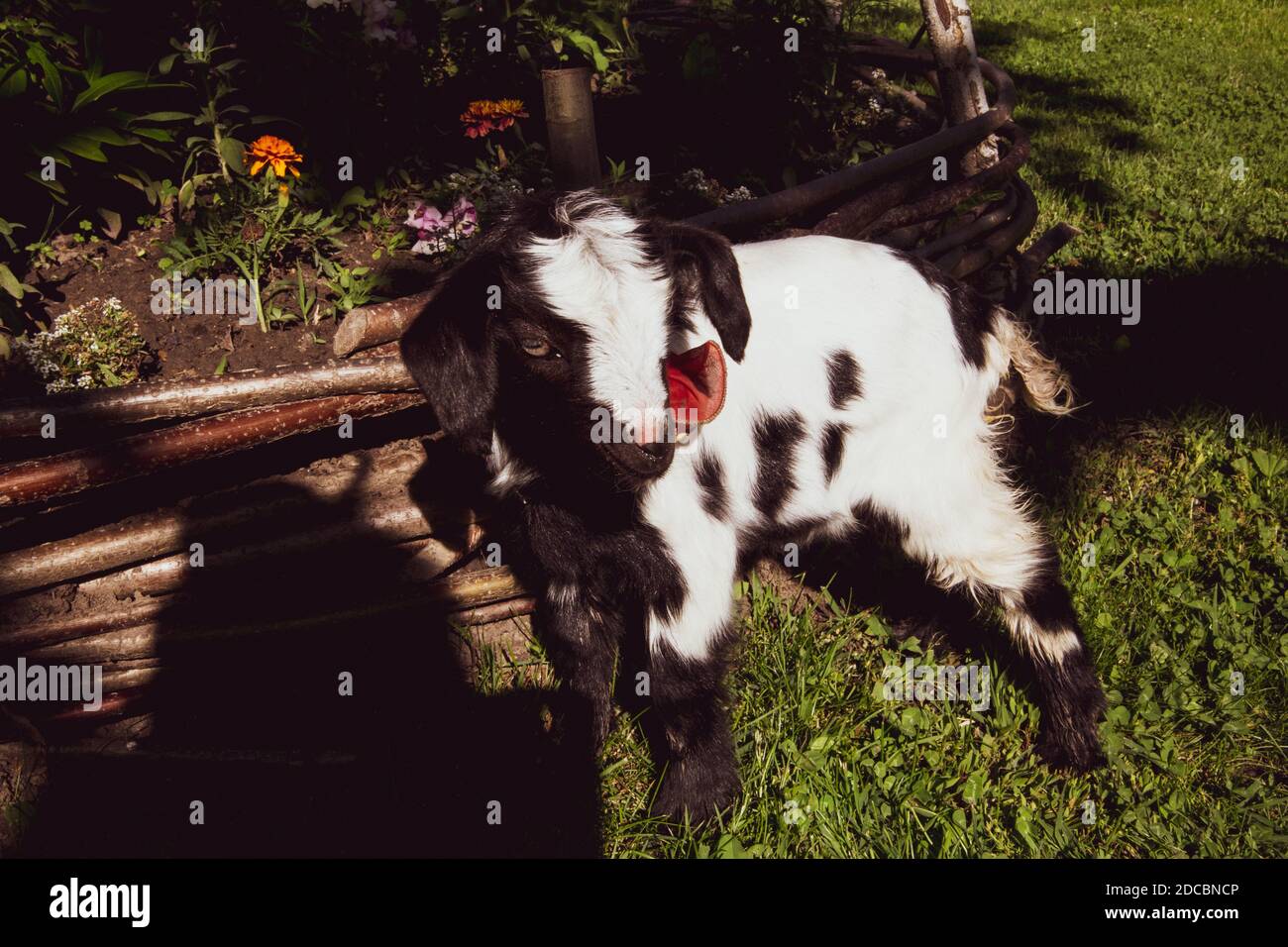 Baby animals friends hi-res stock photography and images - Alamy