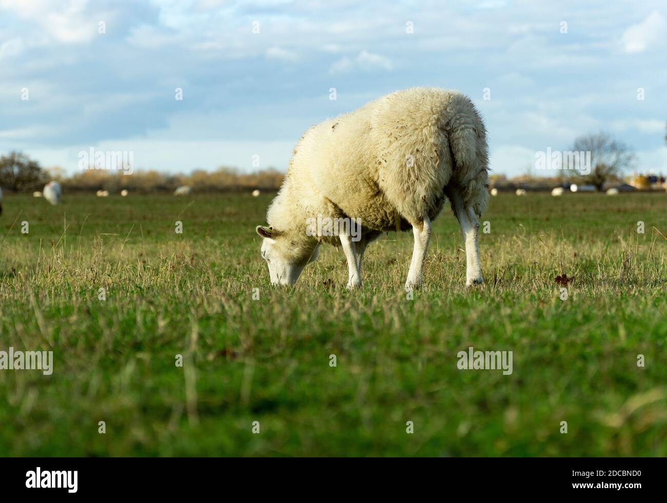 Seen head down eating grass hi-res stock photography and images - Alamy