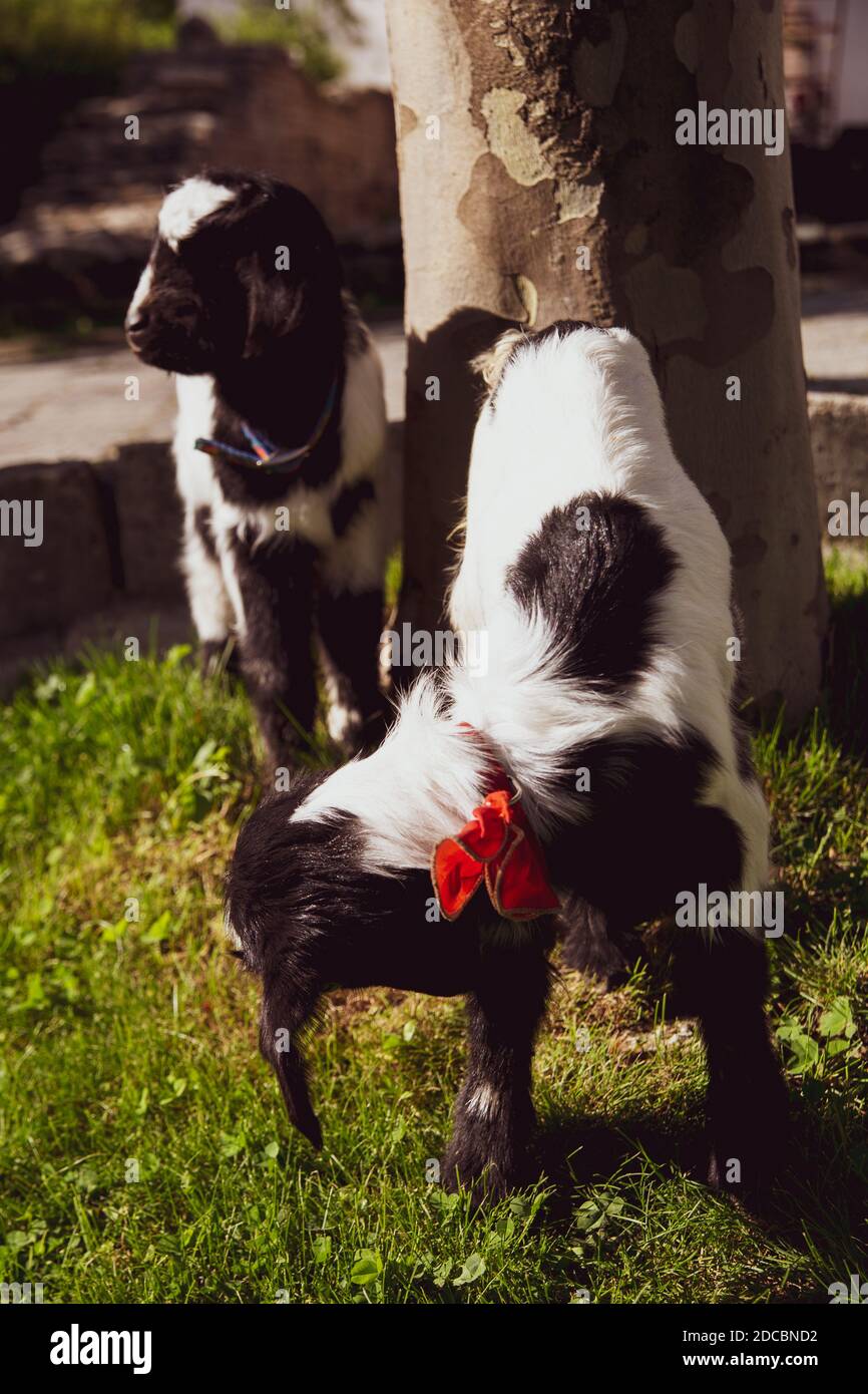 Playful goat hi-res stock photography and images - Alamy