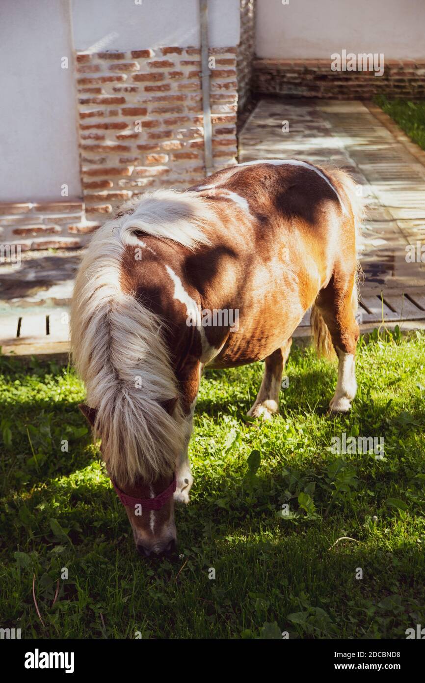 Brown and white pony eating grass Stock Photo - Alamy
