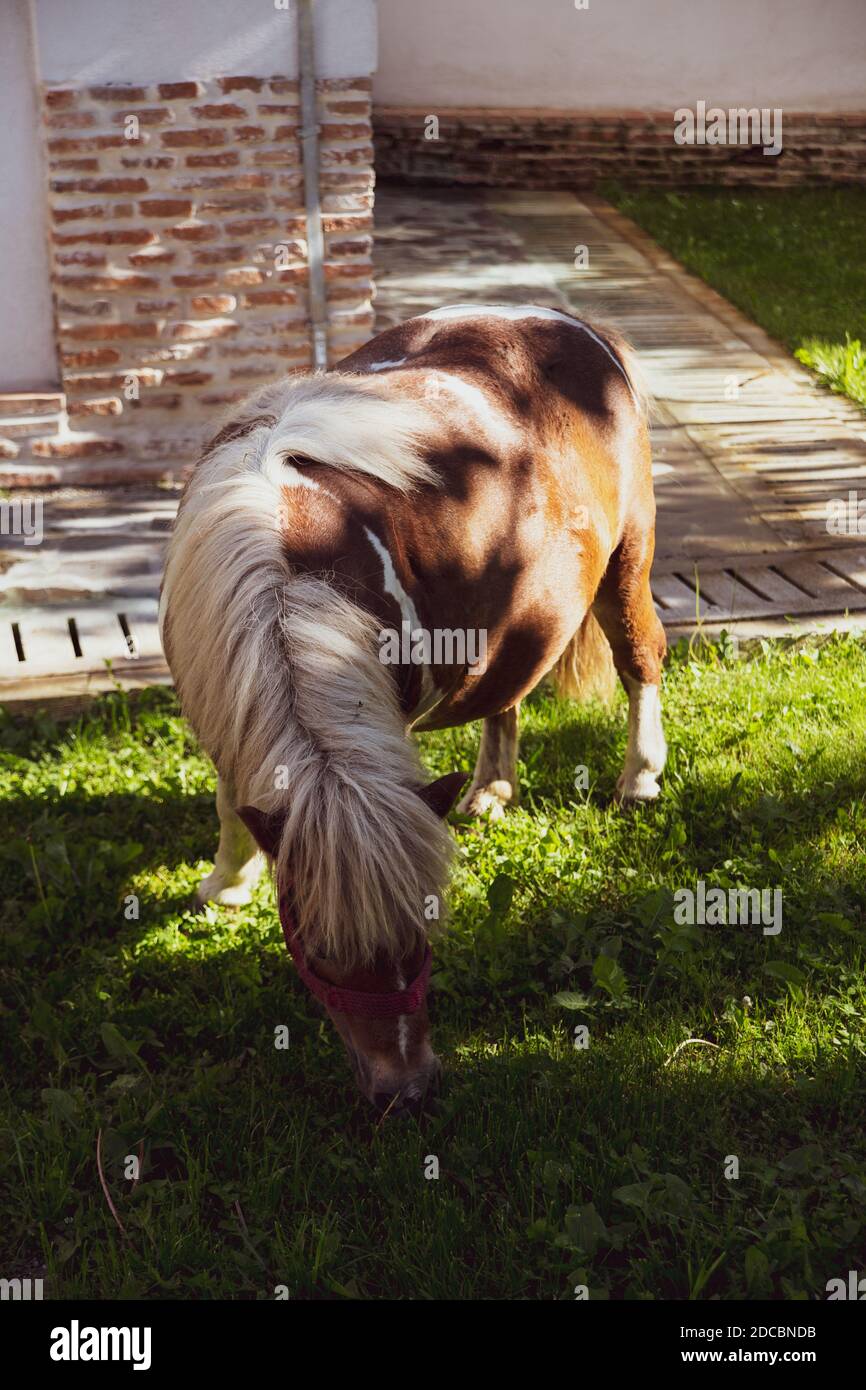 Brown and white pony hi-res stock photography and images - Alamy