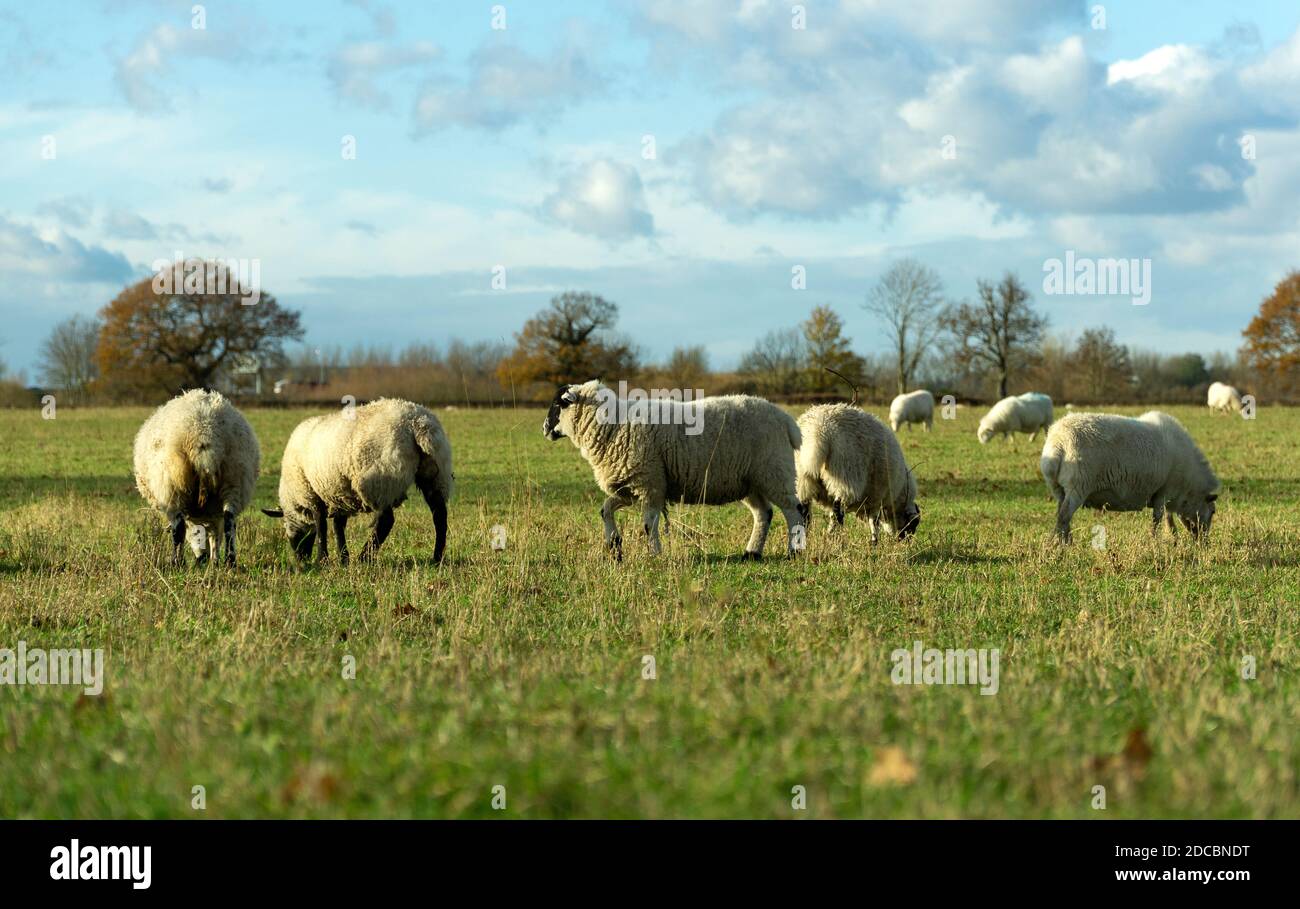 Four sheep in a line hi-res stock photography and images - Alamy