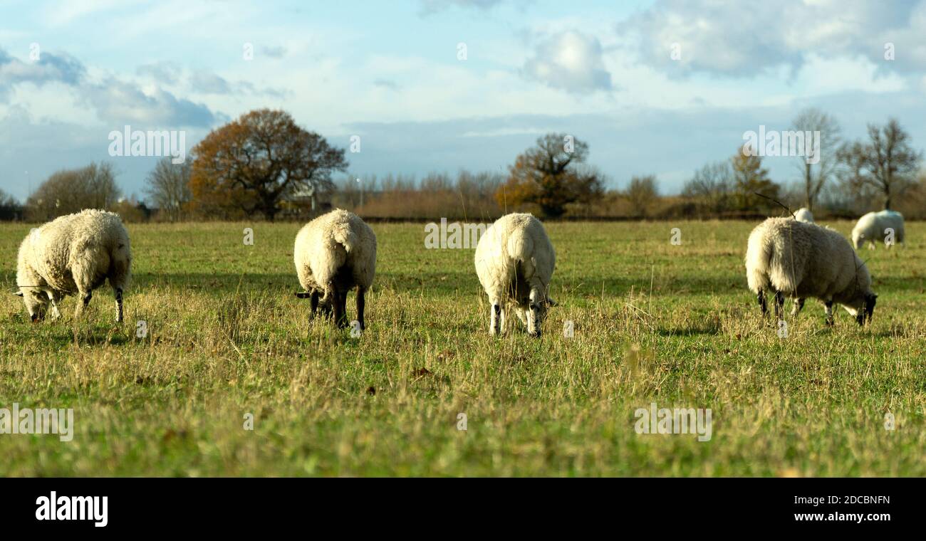 Four Sheep In A Line High Resolution Stock Photography and Images - Alamy