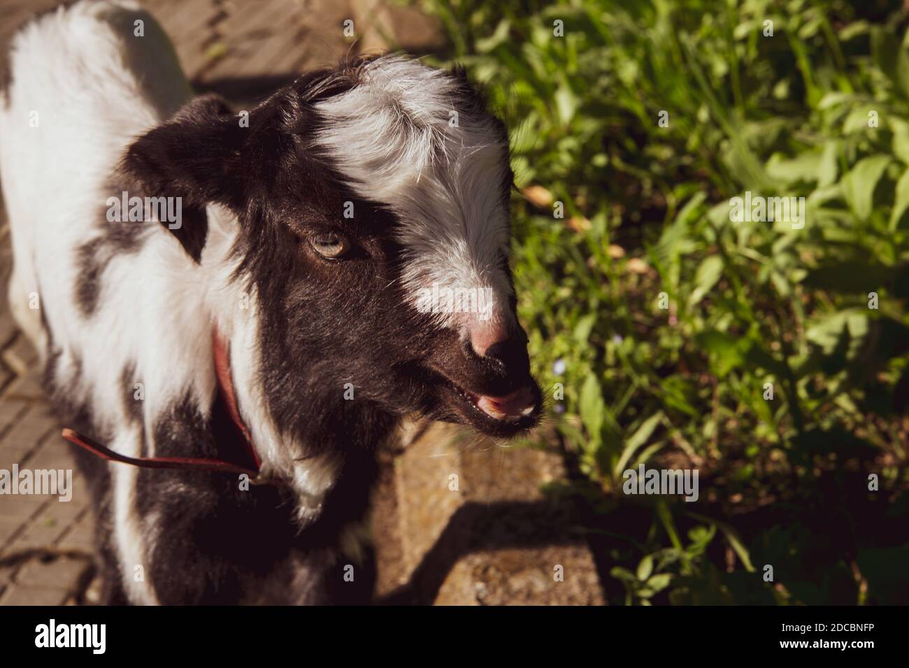 Playful goat hi-res stock photography and images - Alamy