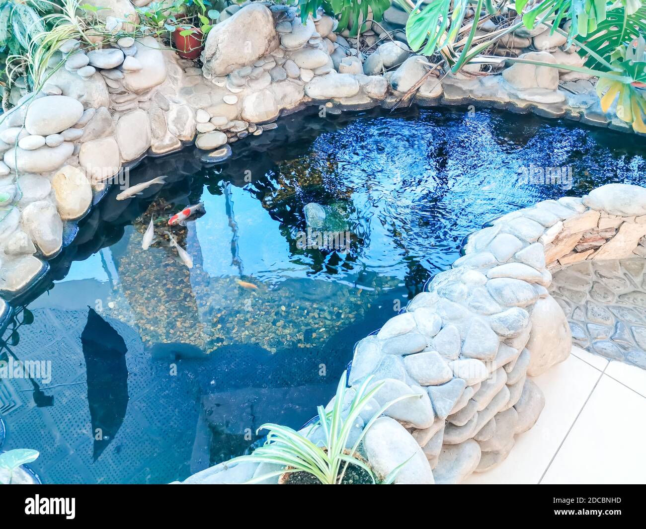 Gold yellow coy fish hi-res stock photography and images - Alamy