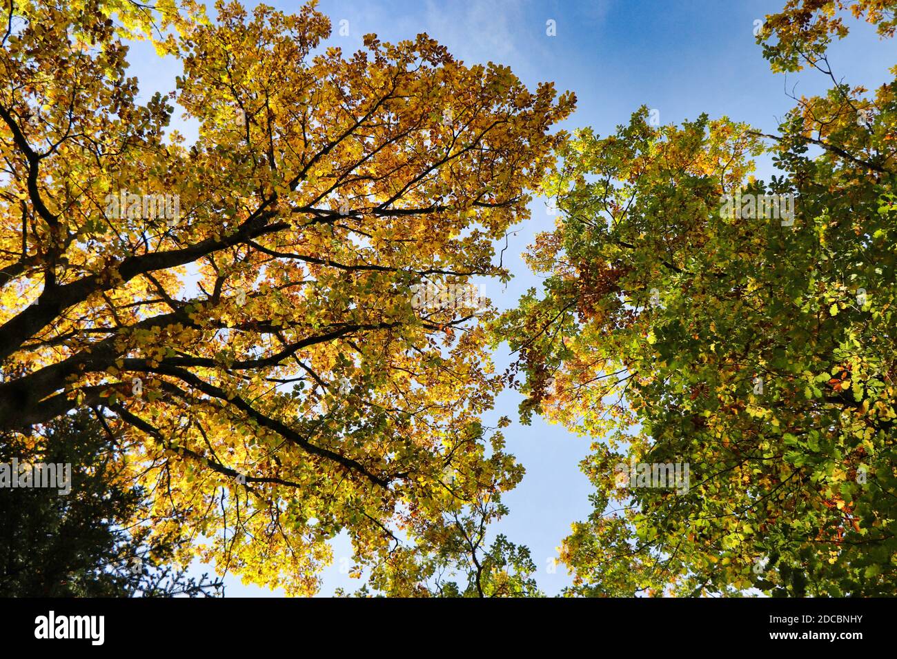 autumn tress with blue sky Stock Photo - Alamy