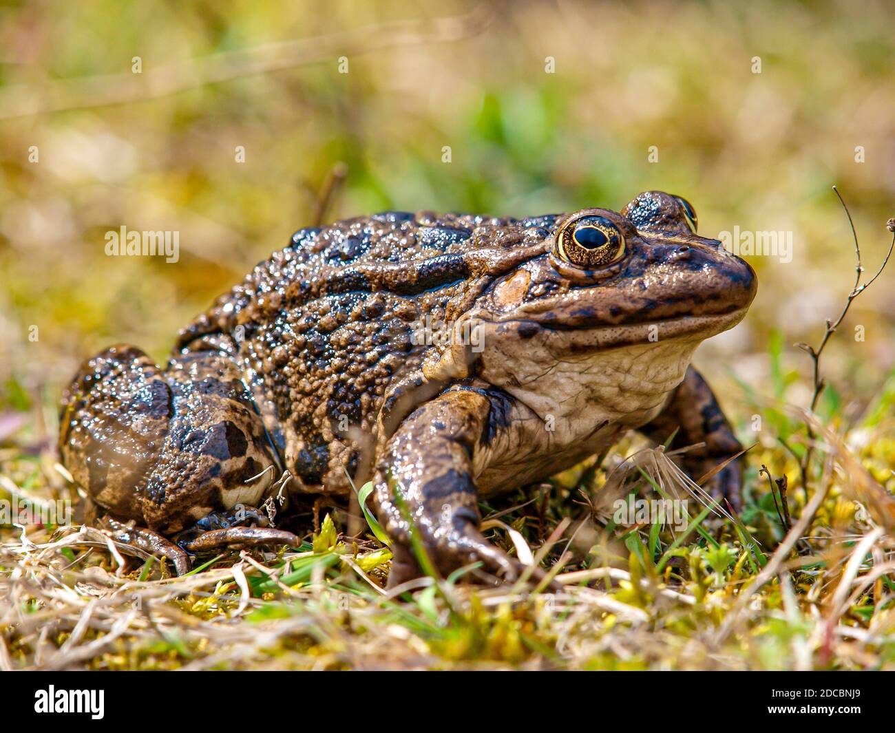 giant lake frog (Pelophylax ridibundus Stock Photo - Alamy
