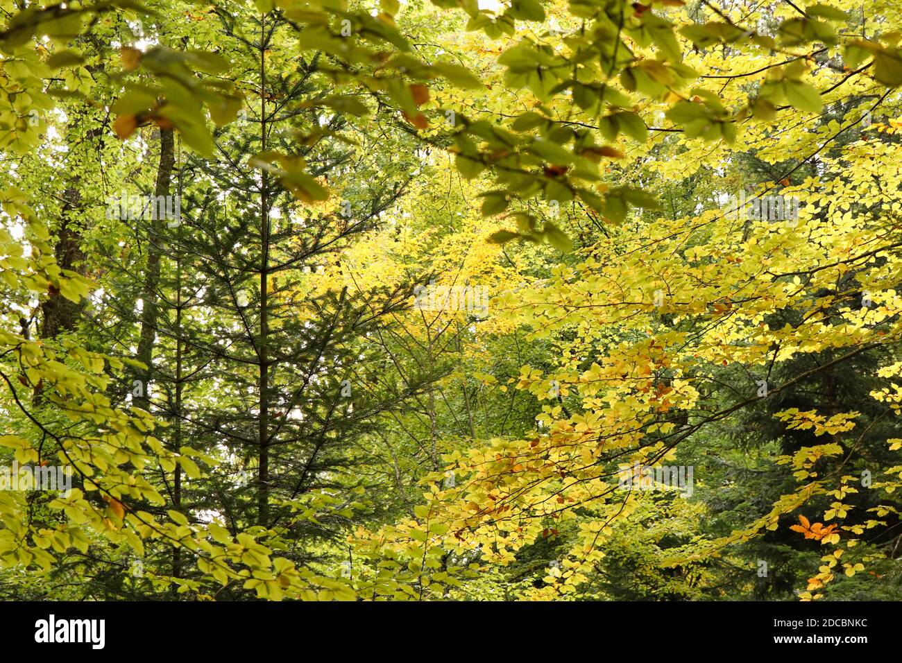 Autumn, forest, trees, nature, plants Stock Photo - Alamy