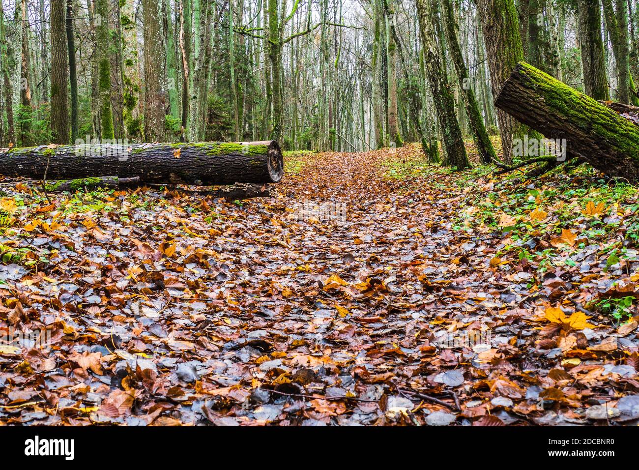 Autumn Forest Path. Walk Trail in the Nature Stock Photo - Alamy