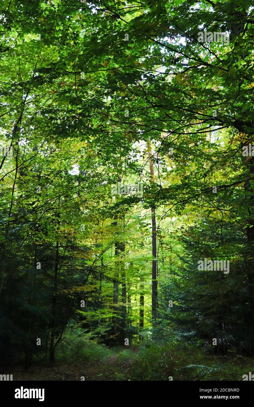 Trees plants forest green hi-res stock photography and images - Alamy