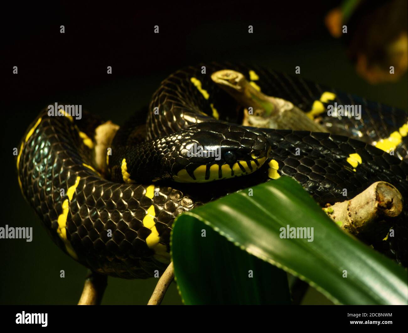 Poisonous snake hi-res stock photography and images - Alamy
