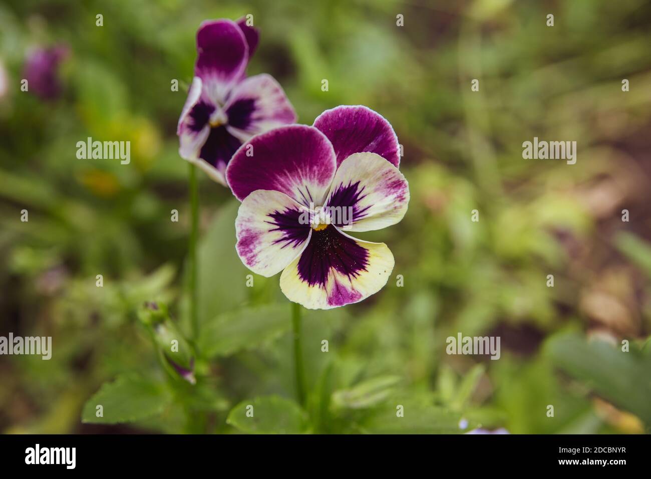 Meadow pansies hi-res stock photography and images - Alamy