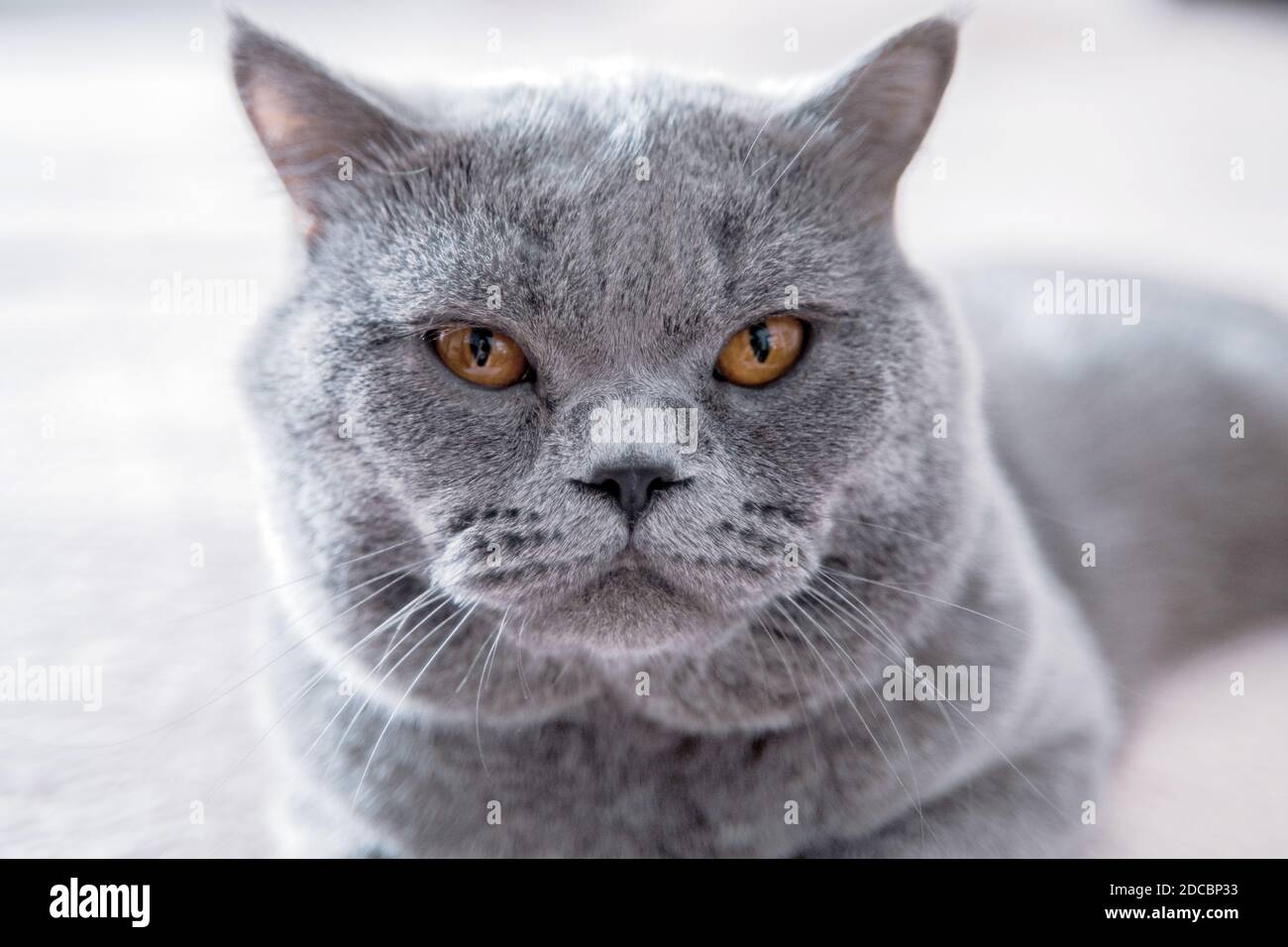 Close up of isolated grey British short hair cat Stock Photo - Alamy