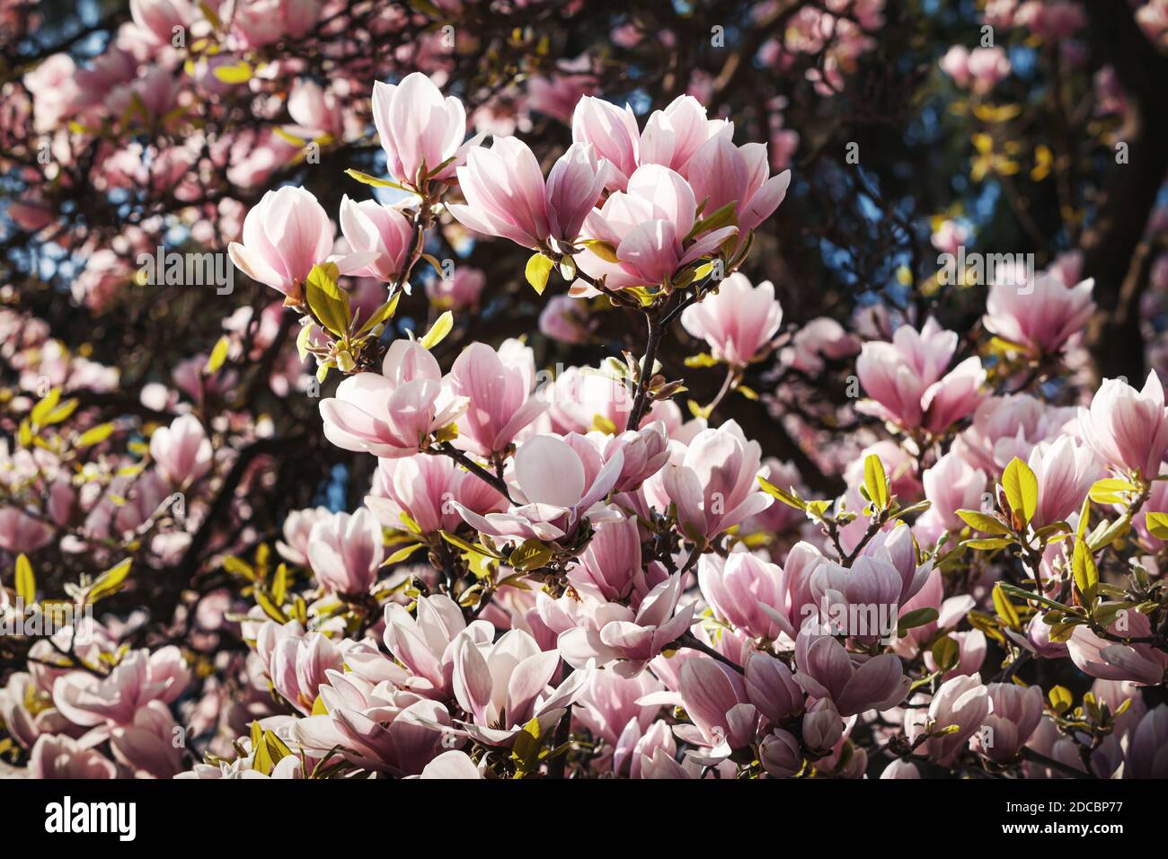 Magnolia tree blossom in springtime Stock Photo - Alamy