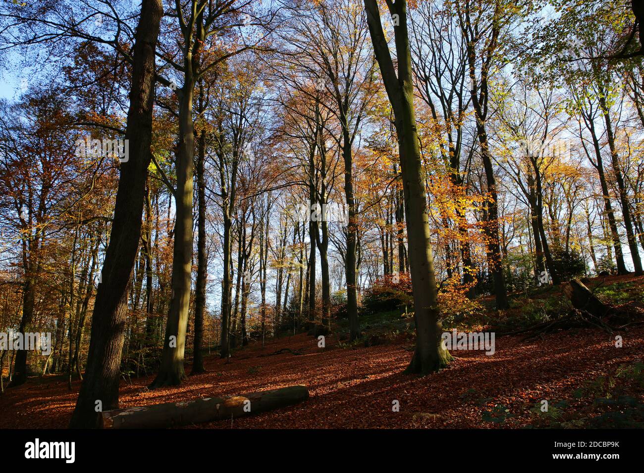 Panoramic view into german beech tree wood in autumn colors with ...