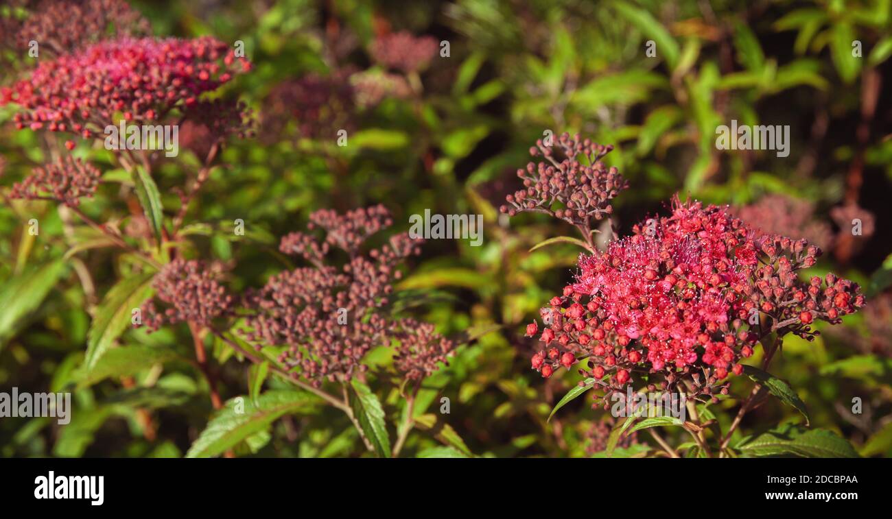 Nature Background concept. Blooming Japanese spiraea in the summer ...