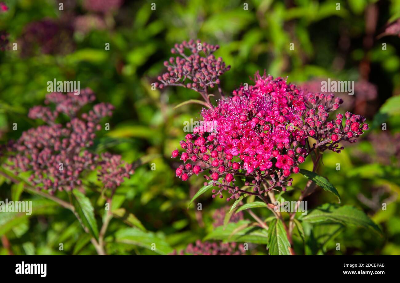 Nature Background concept. Blooming Japanese spiraea in the summer ...