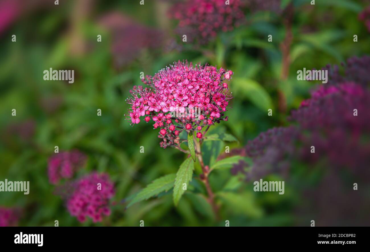 Nature Background concept. Blooming Japanese spiraea in the summer ...