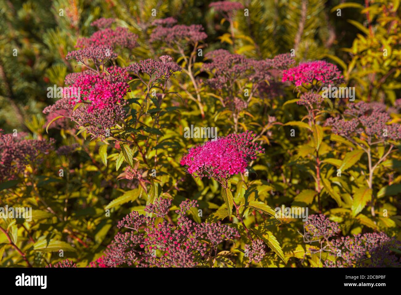Nature Background concept. Blooming Japanese spiraea in the summer ...