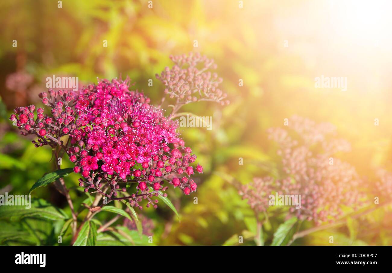 Nature Background concept. Blooming Japanese spiraea in the summer ...
