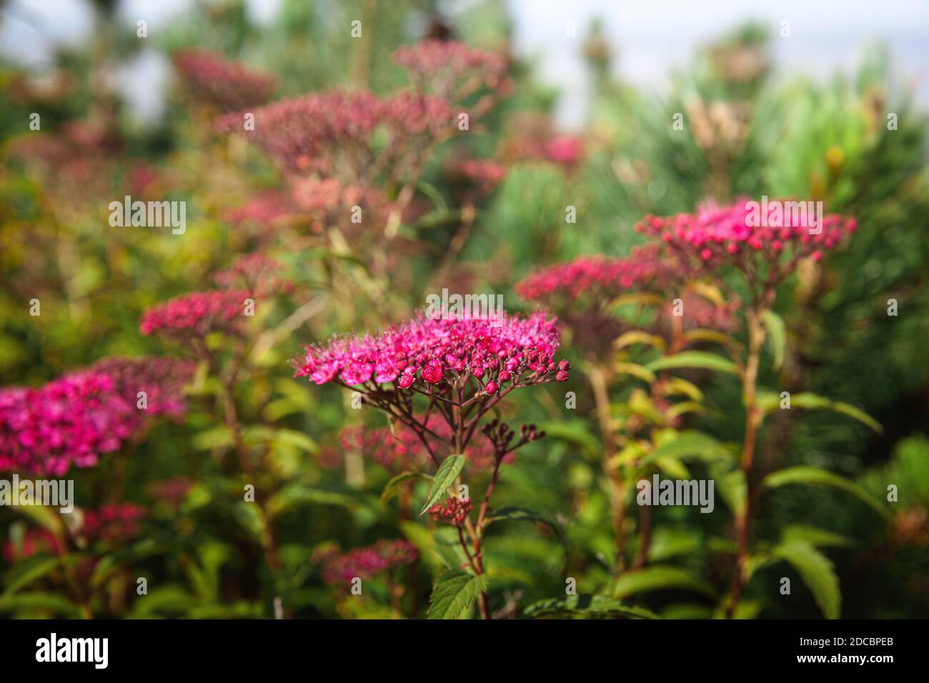 Nature Background concept. Blooming Japanese spiraea in the summer ...