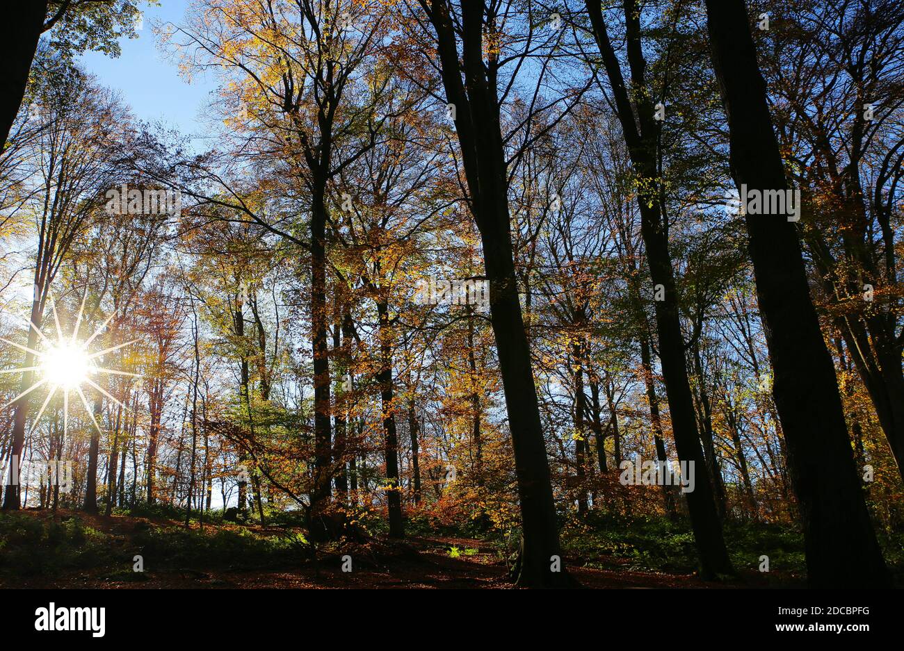 Panoramic view into german beech tree wood in autumn colors with ...