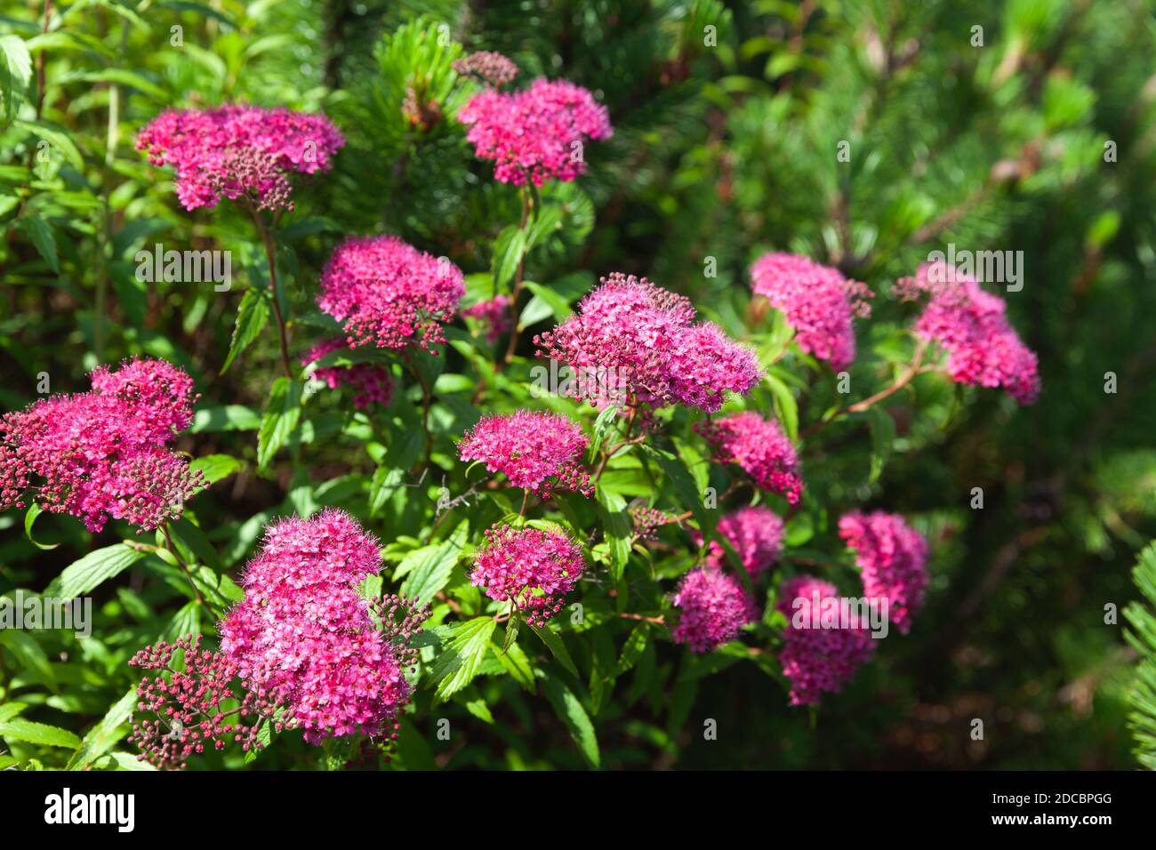 Nature Background concept. Blooming Japanese spiraea in the summer ...