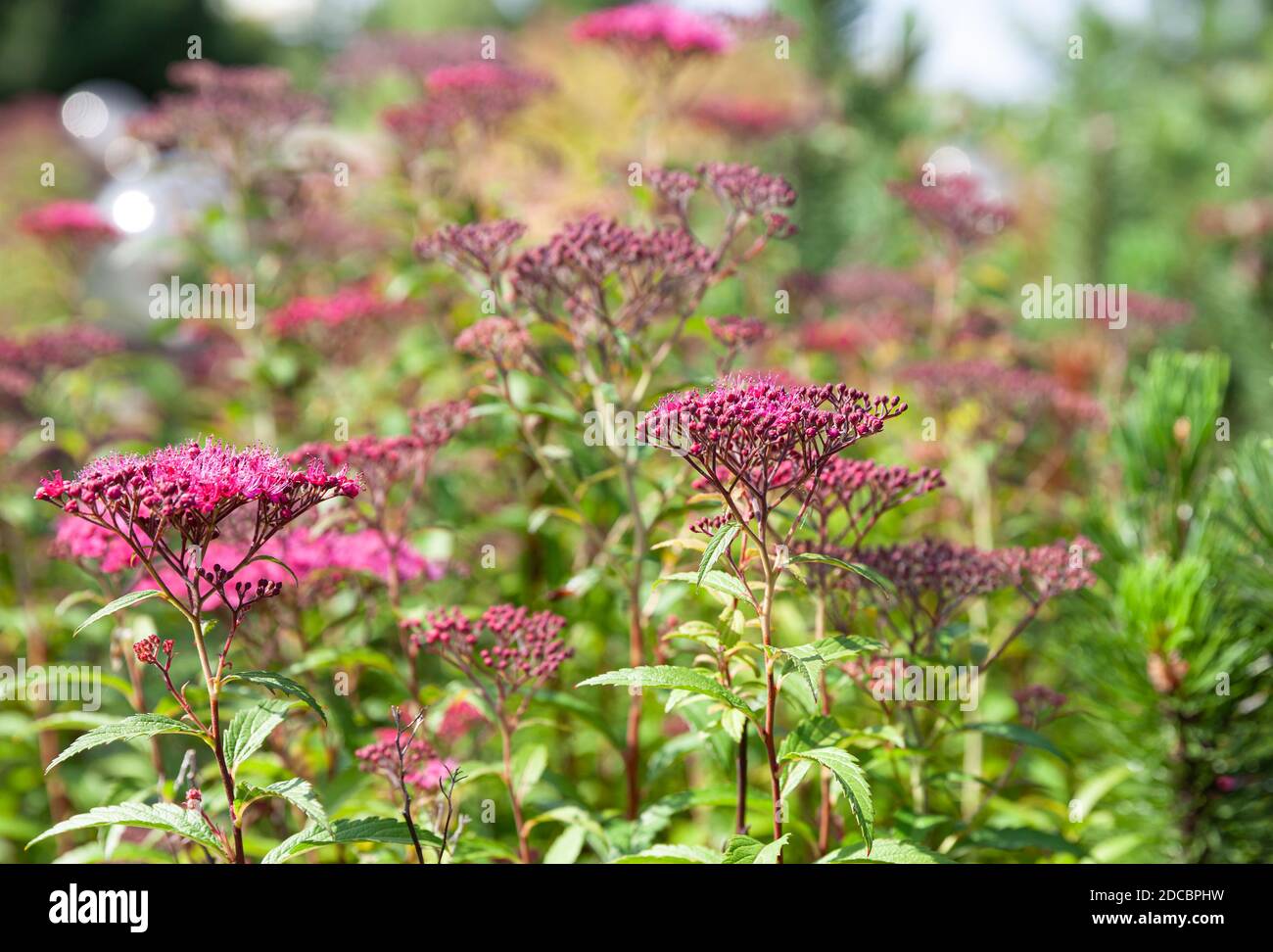 Nature Background concept. Blooming Japanese spiraea in the summer ...