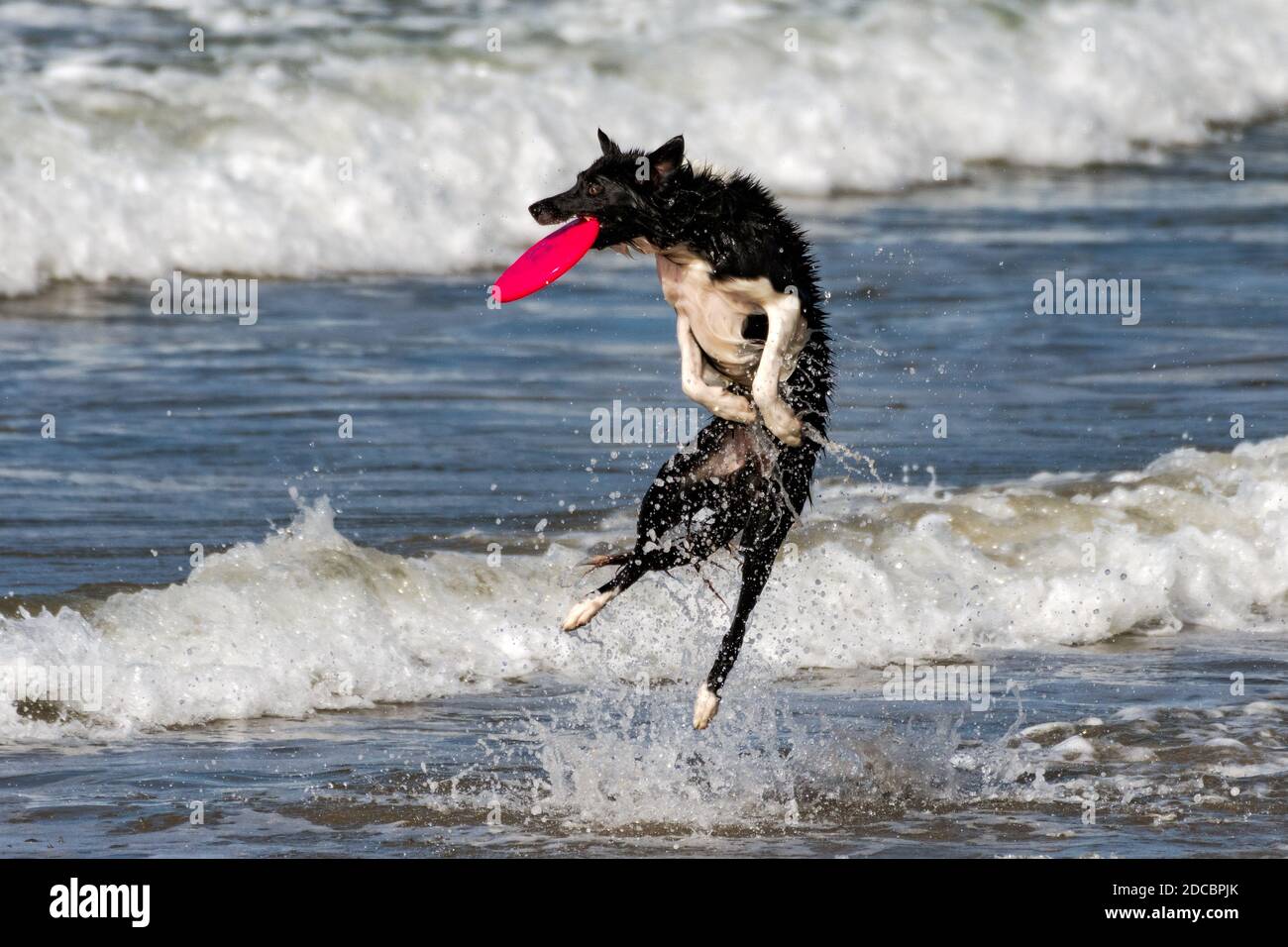 Athletic border collie dog leaping from ocean water to catch a flying ...