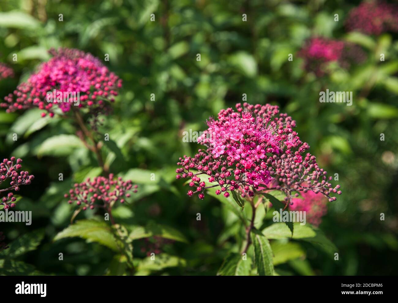 Nature Background concept. Blooming Japanese spiraea in the summer ...