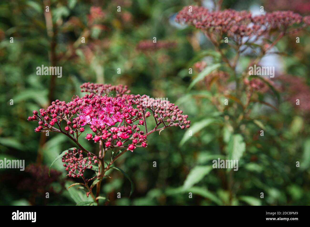 Nature Background concept. Blooming Japanese spiraea in the summer ...
