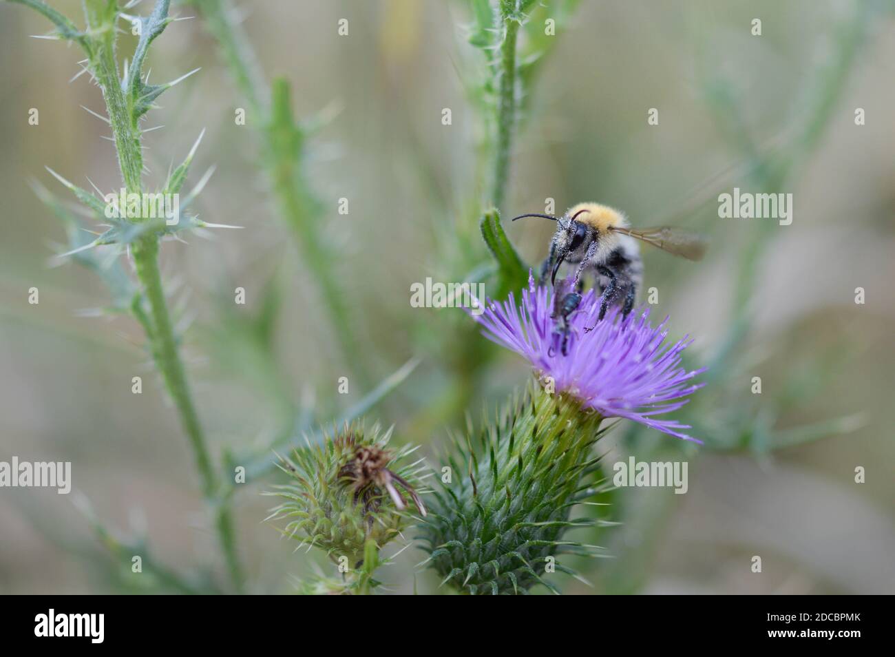 Bumblebee on a Spear Thistle flower, bee on a purple spiky wildflower ...