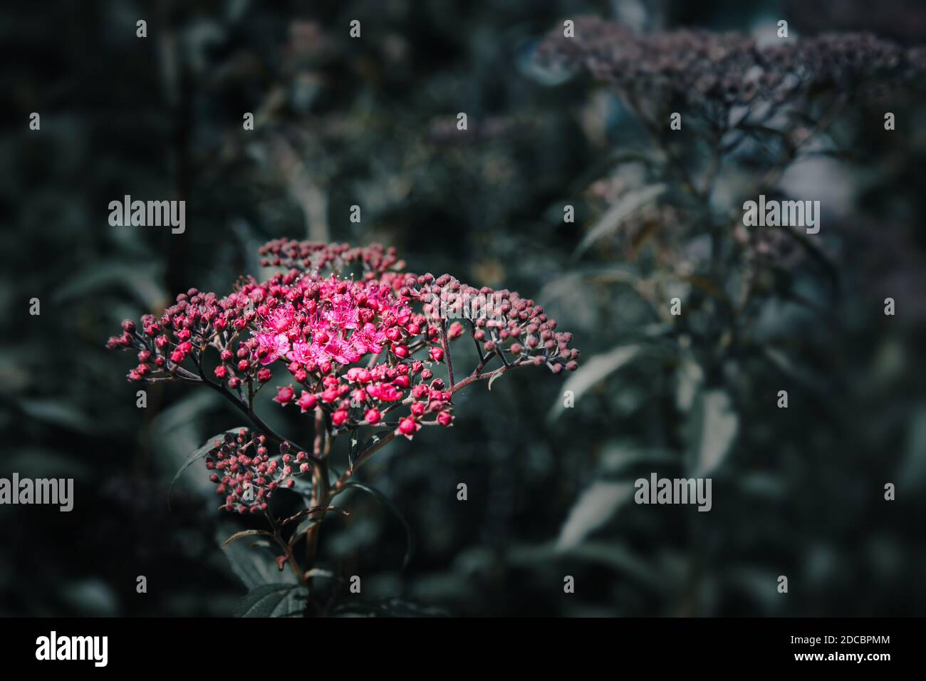 Nature Background concept. Blooming Japanese spiraea in the summer ...