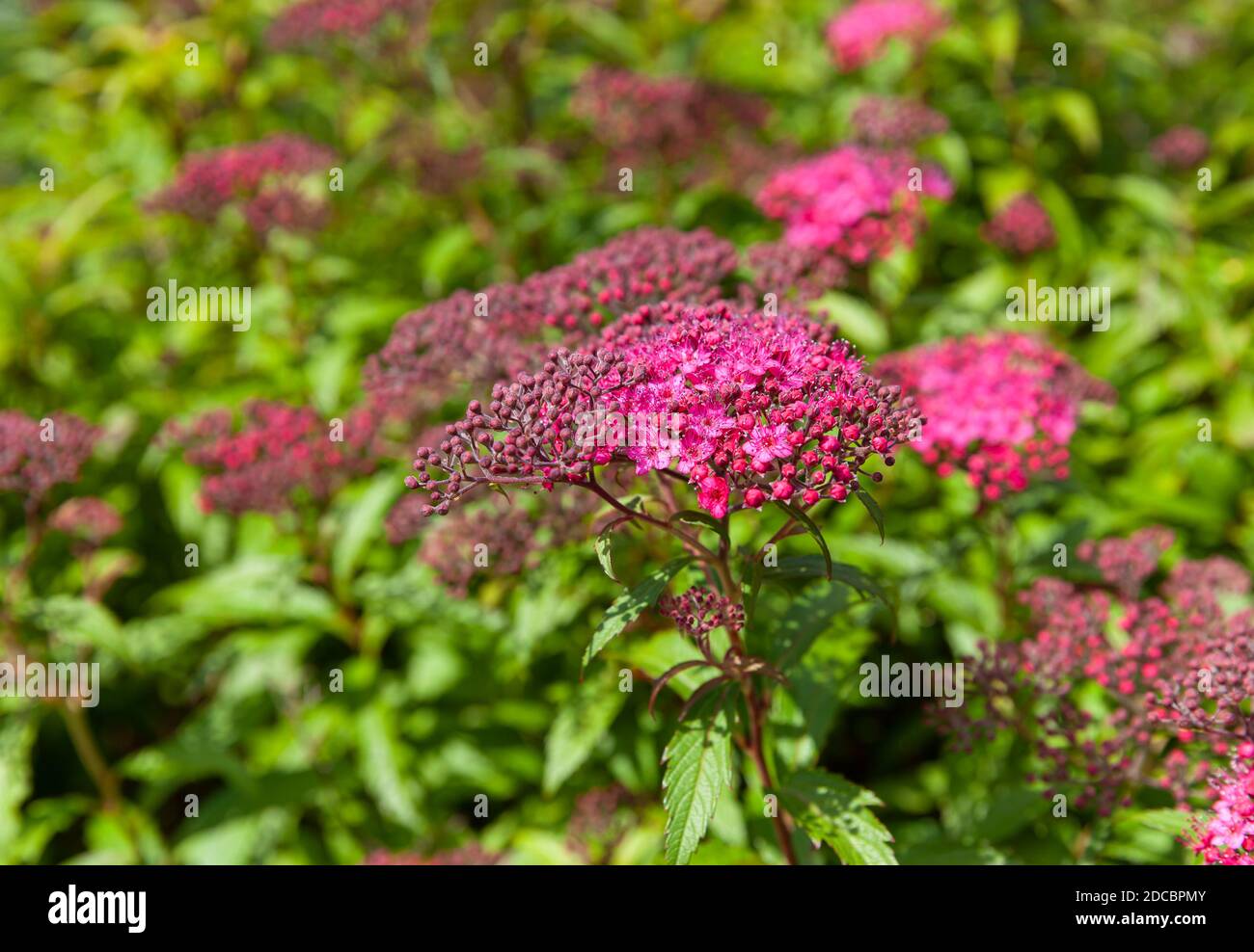 Nature Background concept. Blooming Japanese spiraea in the summer ...