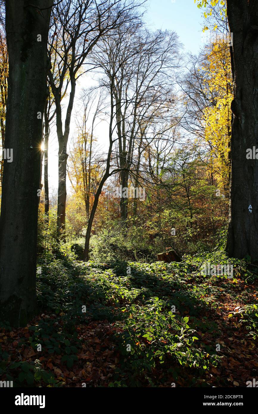 Panoramic view into german beech tree wood in autumn colors with ...