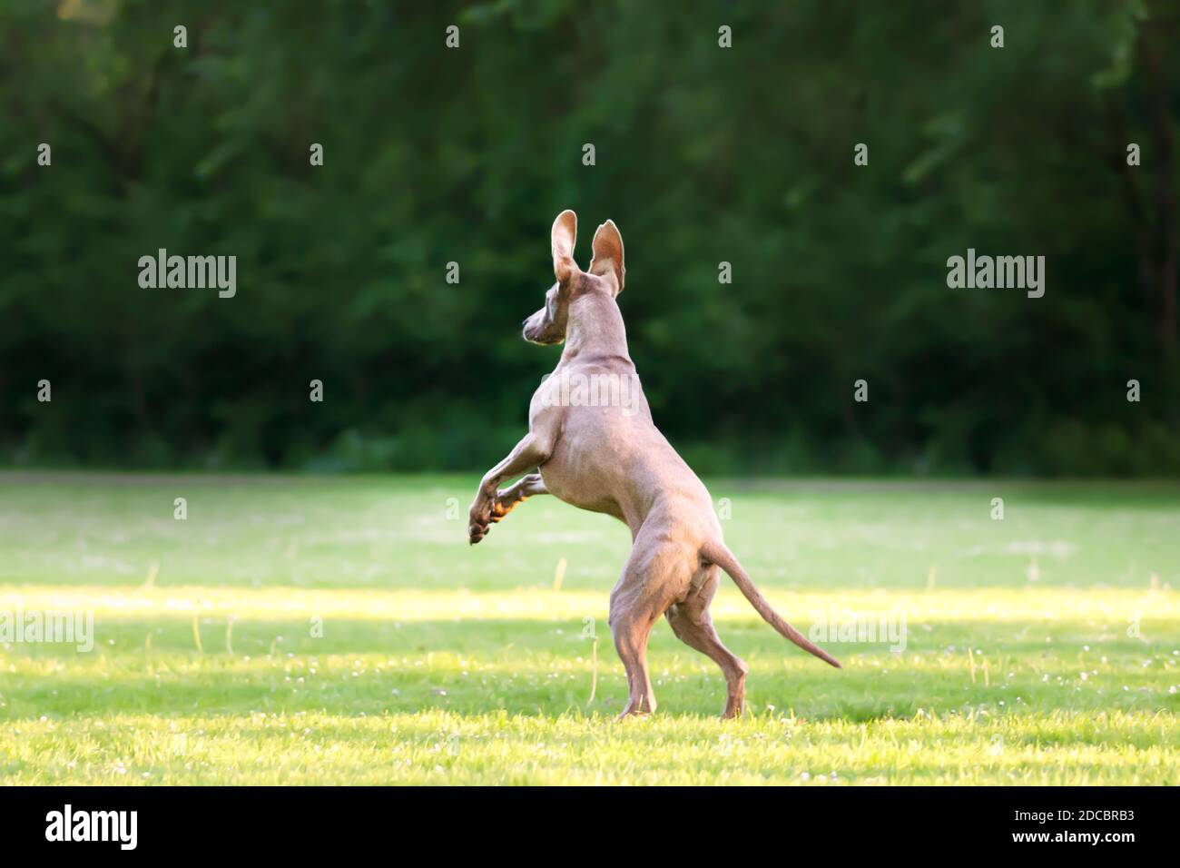 A selective focus shot of an adorable brown Weimaraner dog Stock Photo ...