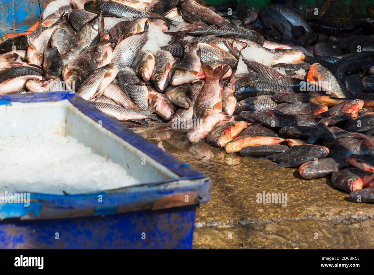 Carp fish on concrete floor with crate of ice at San Pya fish market ...
