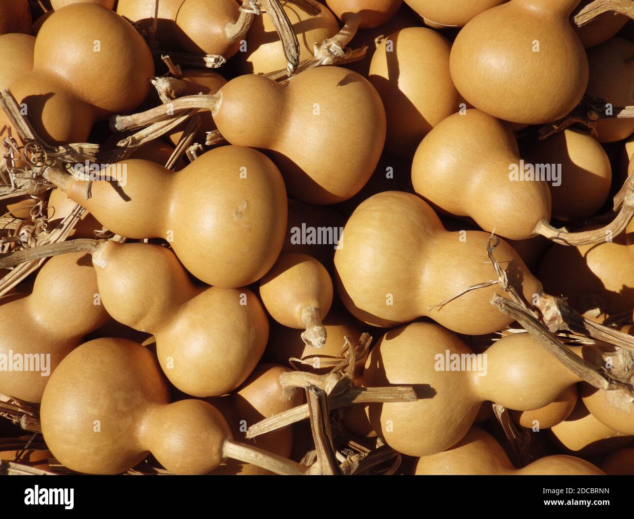 A closeup of a pile of dried Calabashes or dried bottle gourds Stock ...