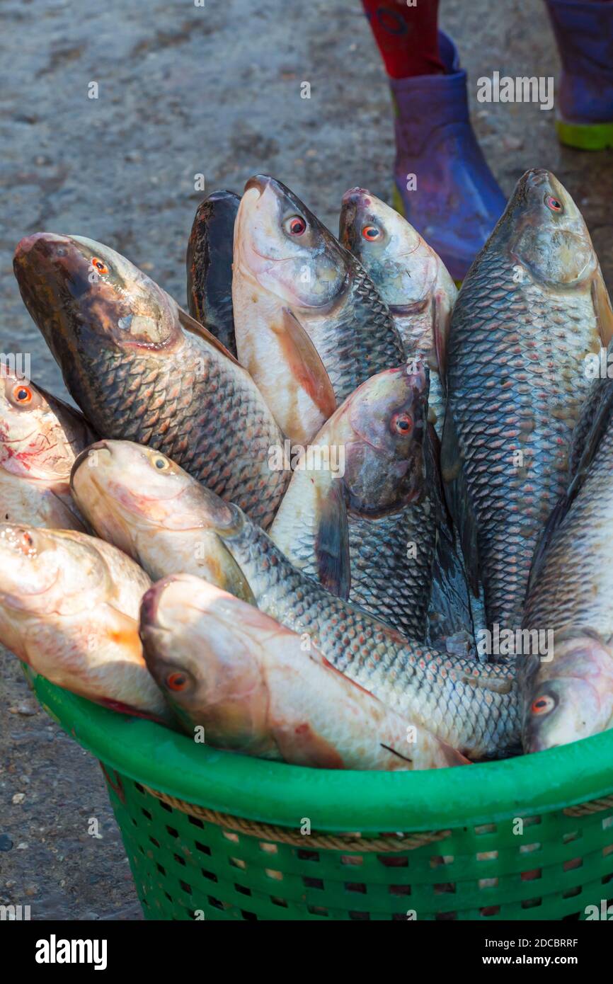Basket of carp fish at San Pya fish market, San Pya wholesale fish ...