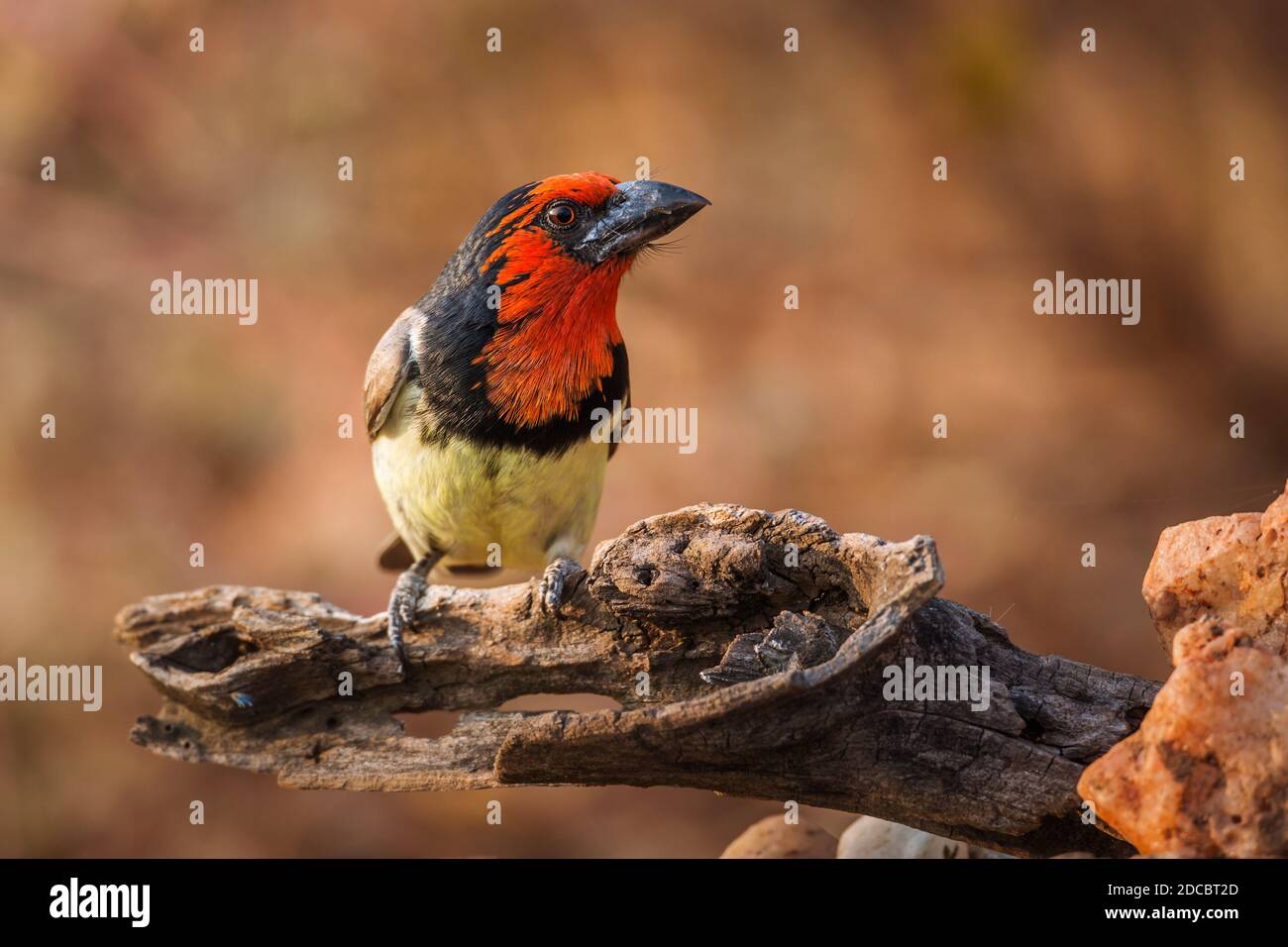 Black collared barbet kruger hi-res stock photography and images - Alamy