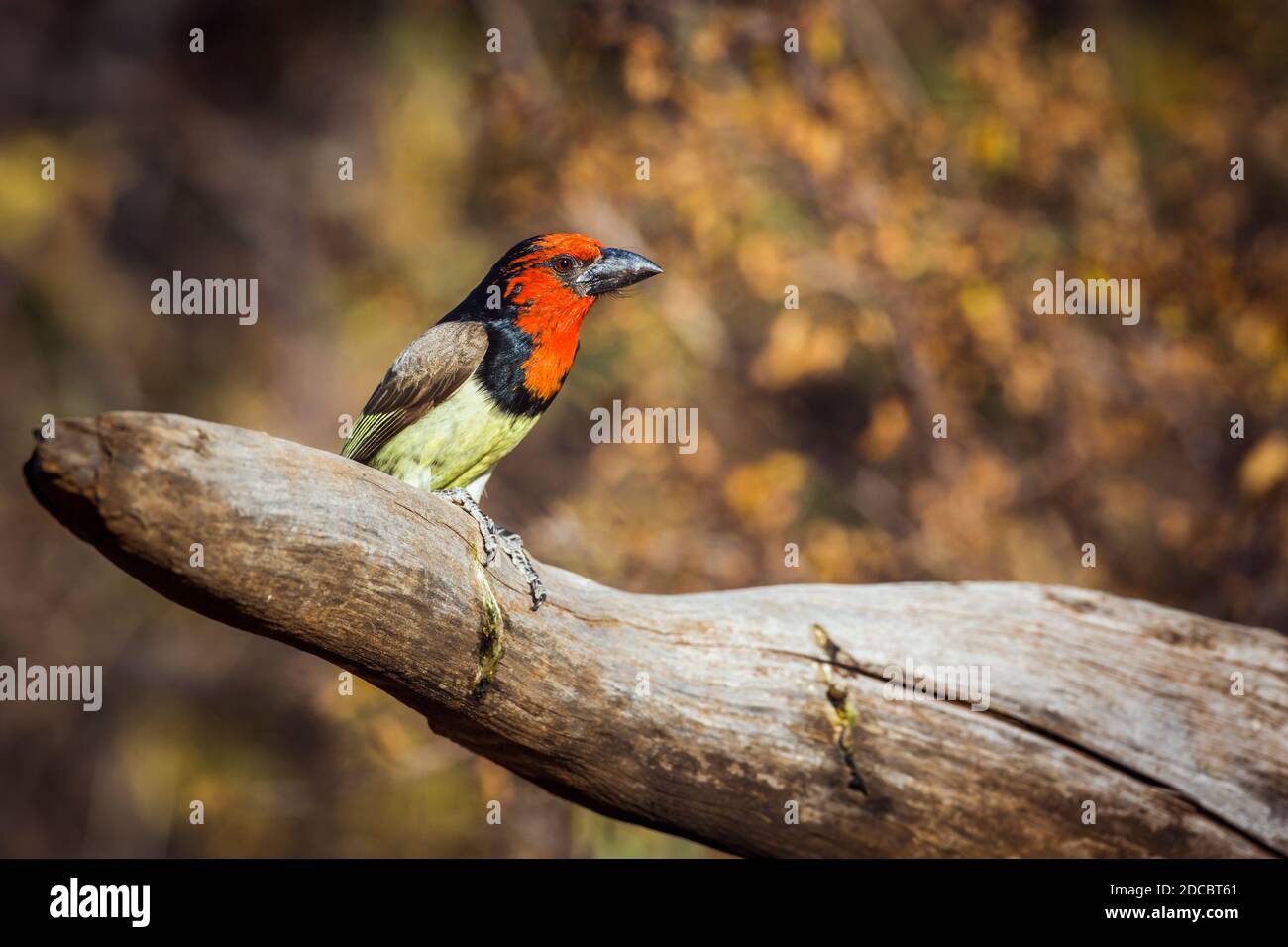 Black collared Barbet standing on a log with fall colors background in ...