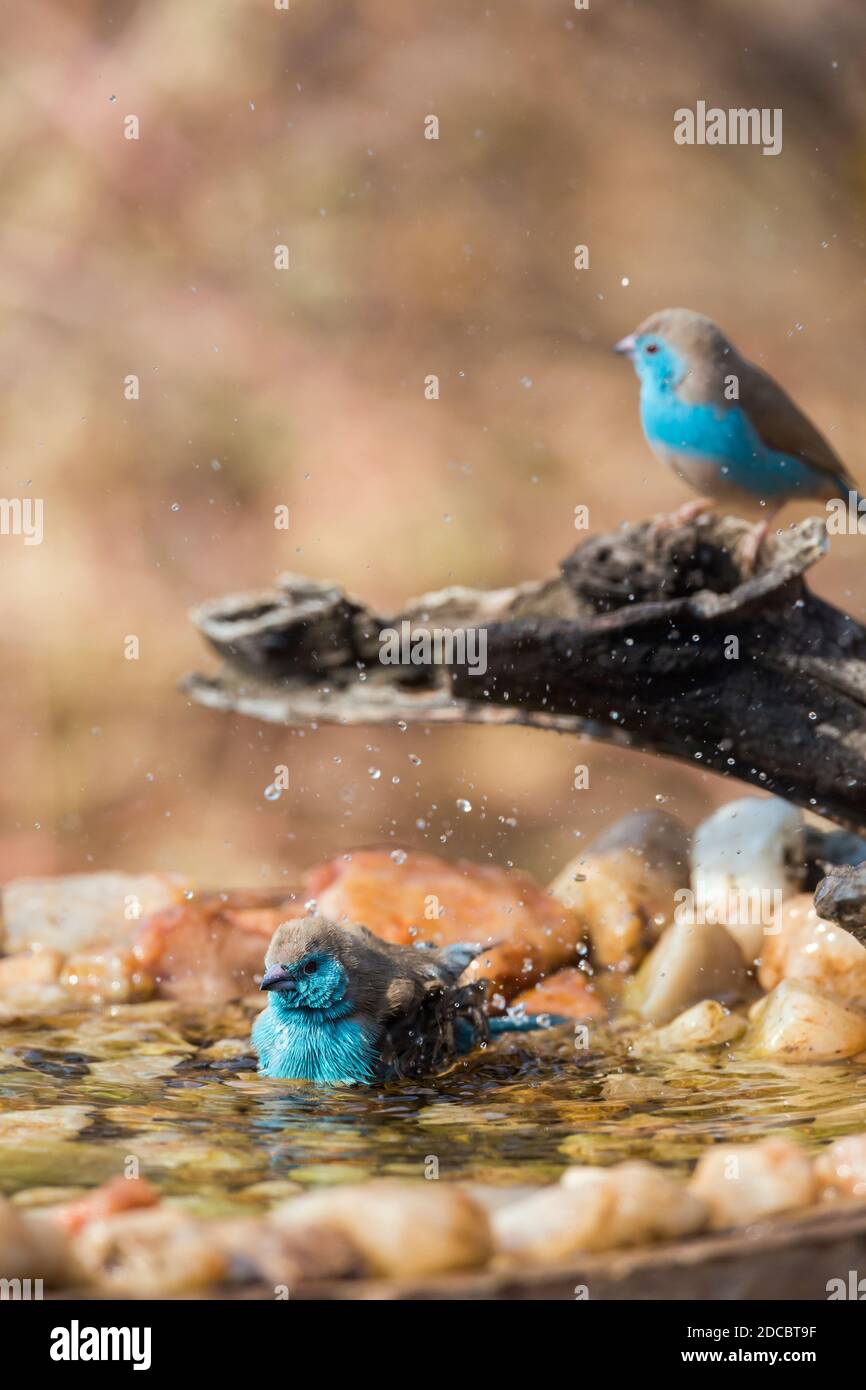 Two Blue-breasted Cordonbleu bathing in waterhole in Kruger National ...