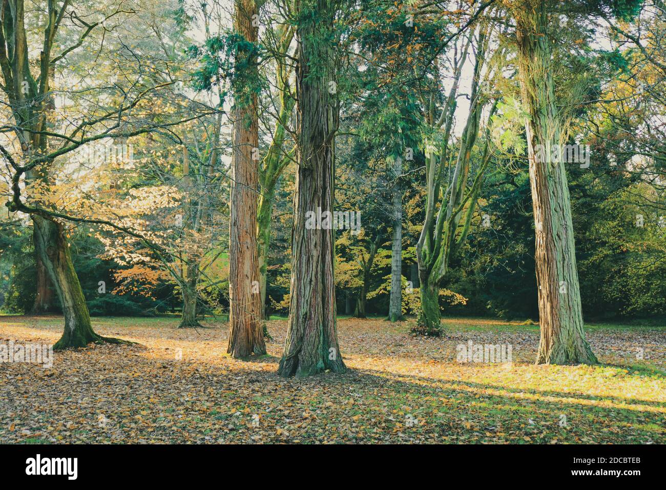 A beautiful view of colorful trees in the park Stock Photo - Alamy